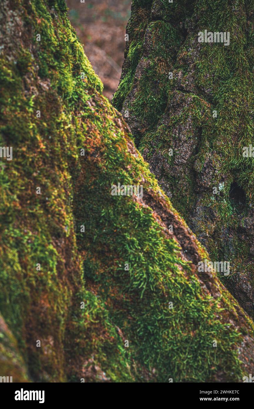Moss (Bryophyta) growing on the root and trunk of an old deciduous tree ...