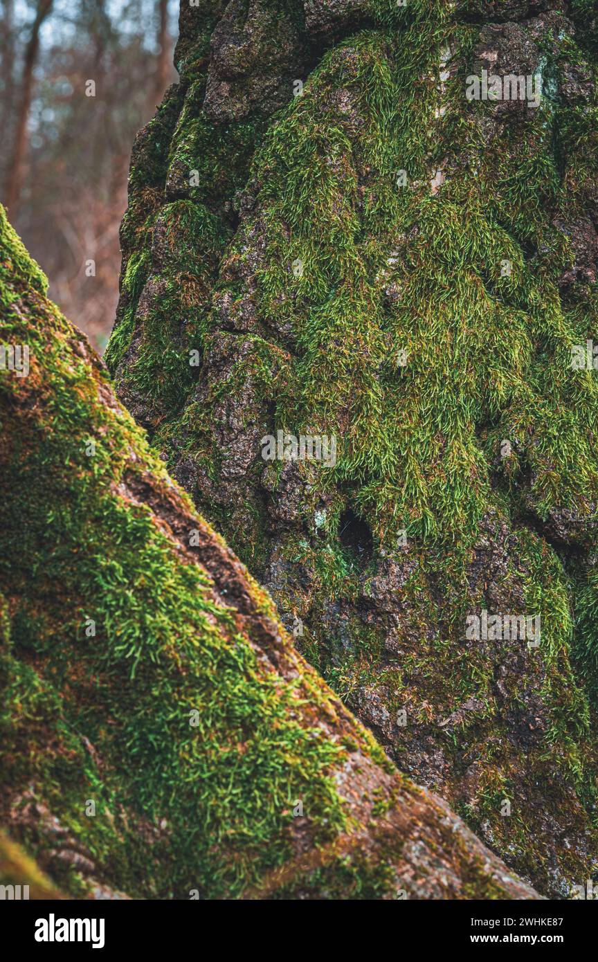 Moss (Bryophyta) growing on the root and trunk of an old deciduous tree ...