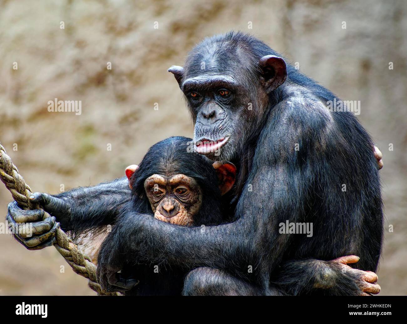 Animal portrait, western chimpanzee (Pan troglodytes verus) cuddling ...