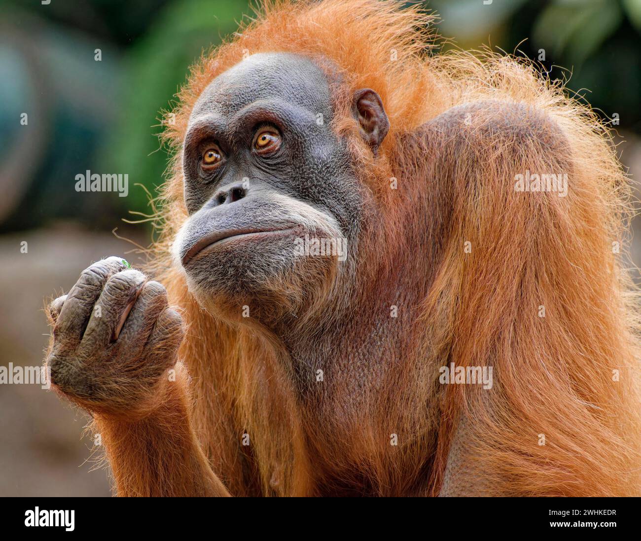Animal portrait, Bornean orangutan (pongo pygmaeus), adult, captive ...