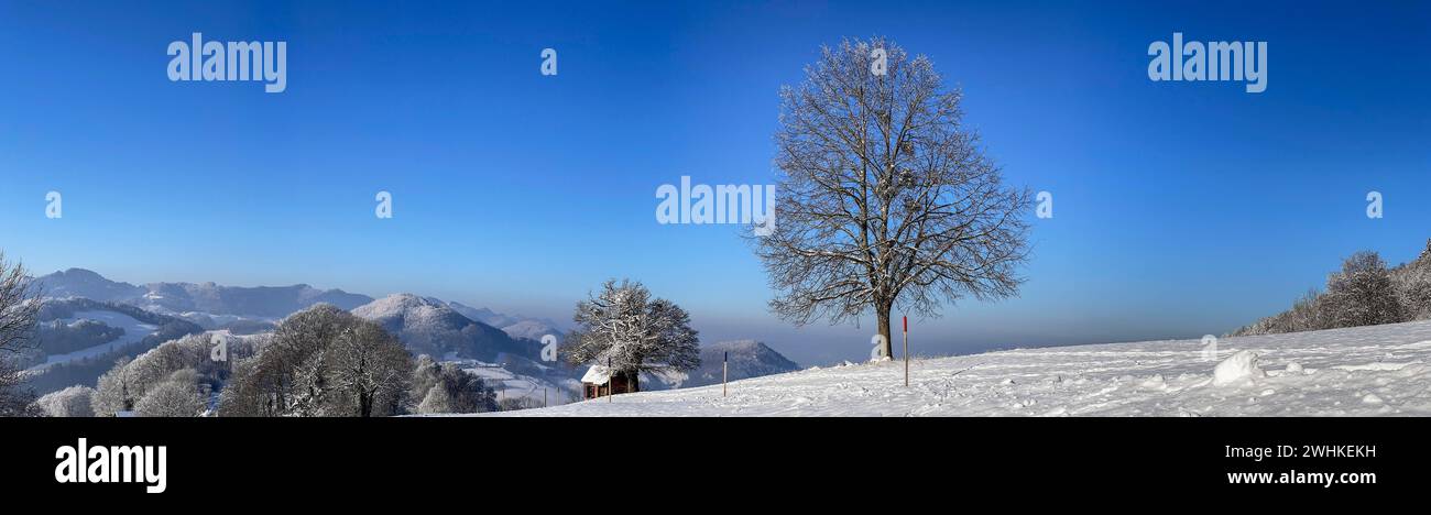Winter lime tree with snow, panorama of Jura mountain range, Wisen ...
