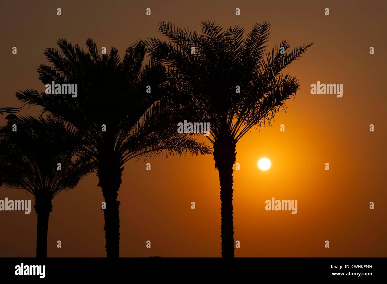 Palm trees, sunset, evening mood, The Boardwalk, waterfront promenade ...