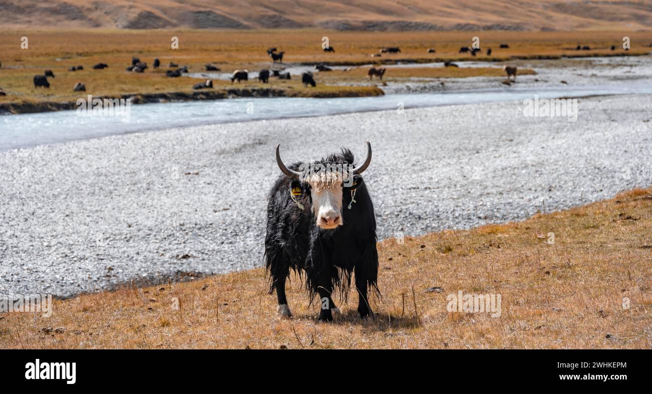 Cute yak in front of a river, Issyk Kul province, Kyrgyzstan Stock ...
