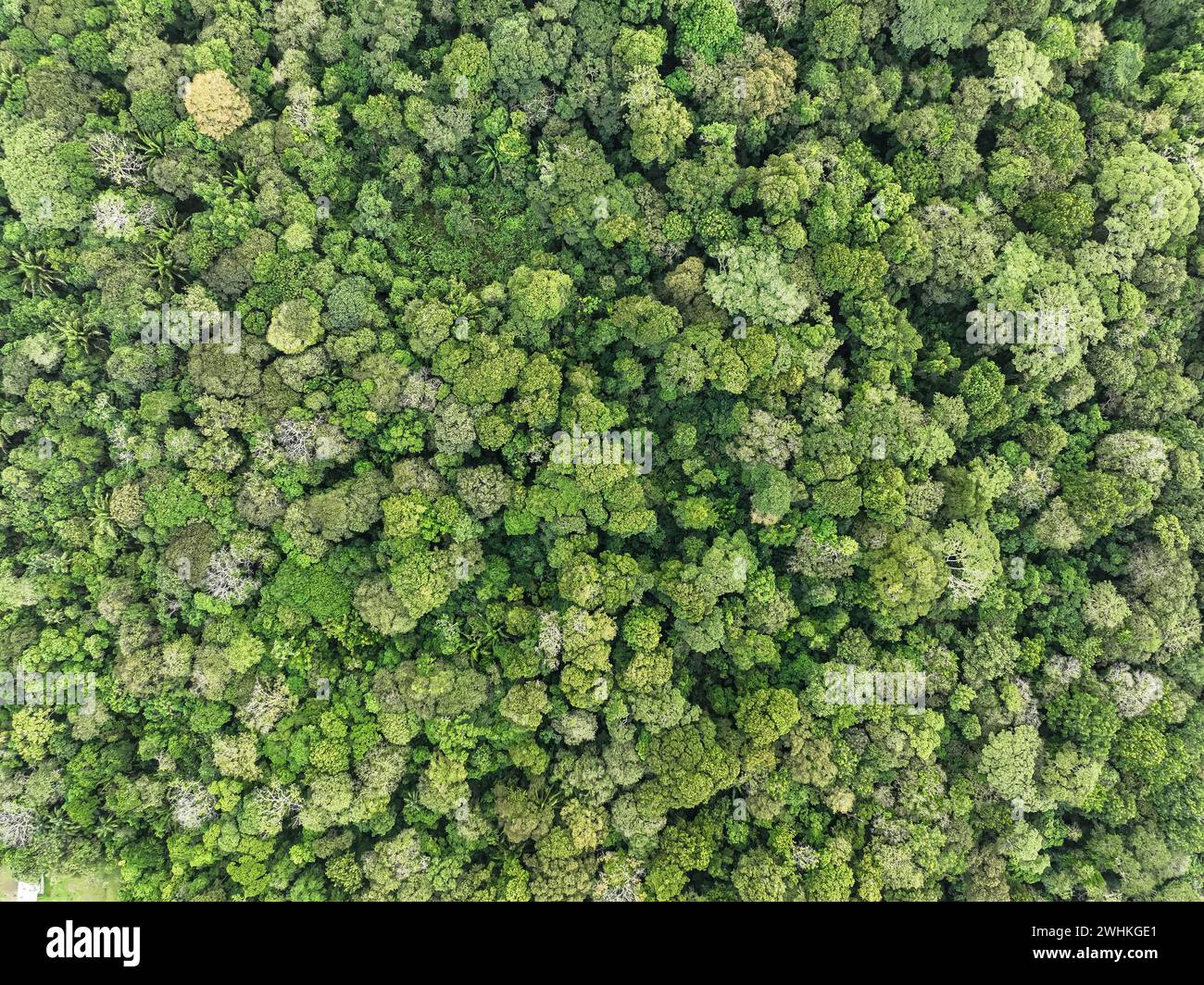 Wallpaper, aerial view, rainforest from above, Tortuguero National Park ...