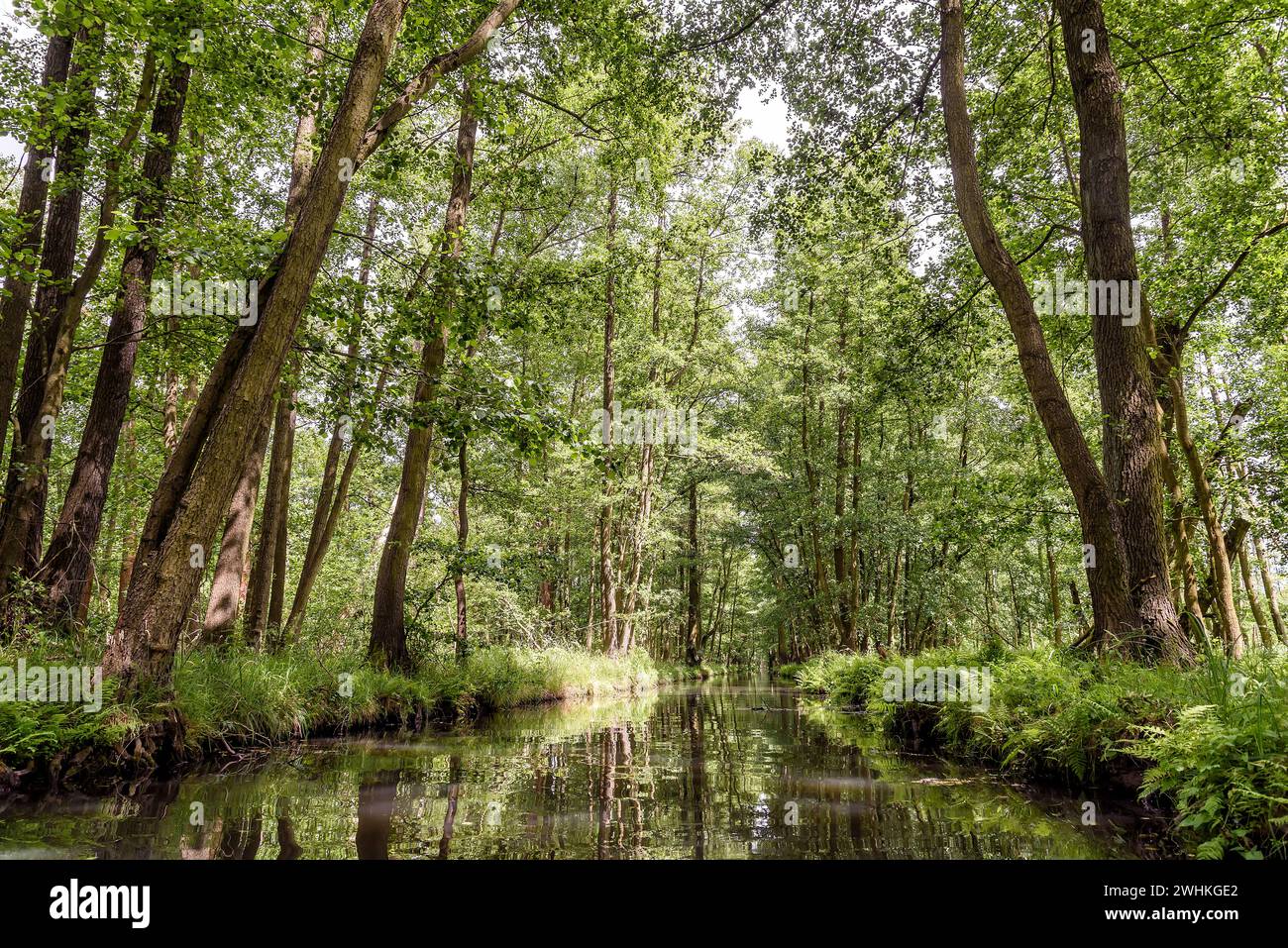 Landscape in the Spreewald in Brandenburg in Germany Stock Photo - Alamy