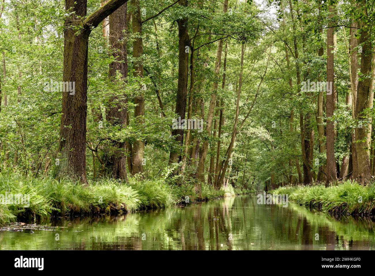 Landscape in the Spreewald in Brandenburg in Germany Stock Photo - Alamy