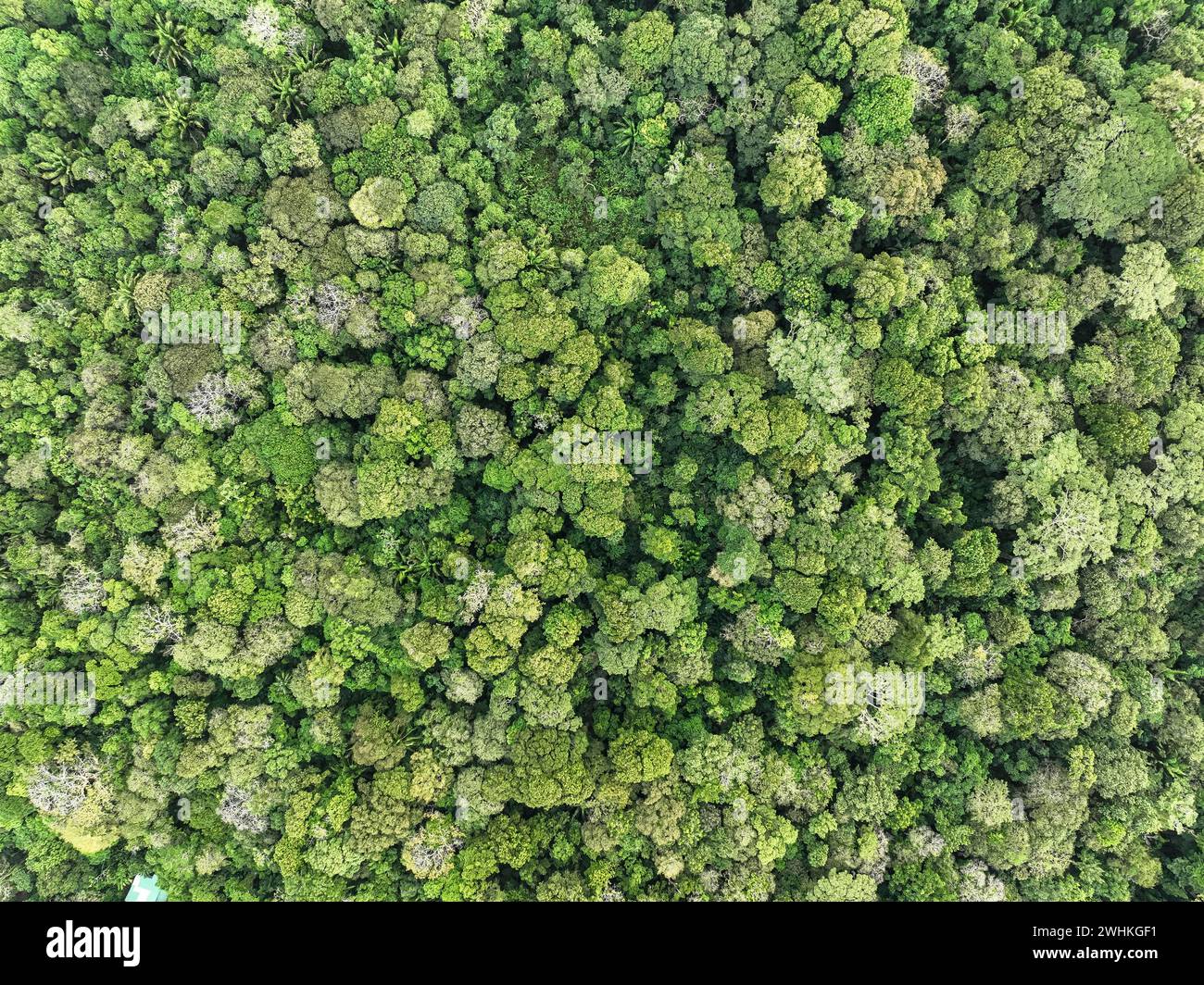 Wallpaper, aerial view, rainforest from above, Tortuguero National Park ...