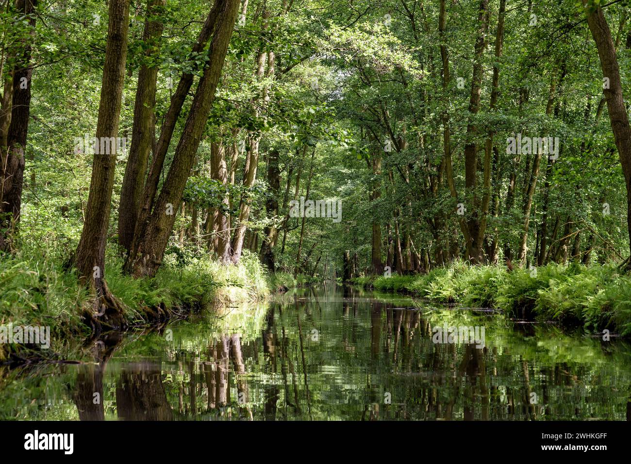 Landscape in the Spreewald in Brandenburg in Germany Stock Photo - Alamy