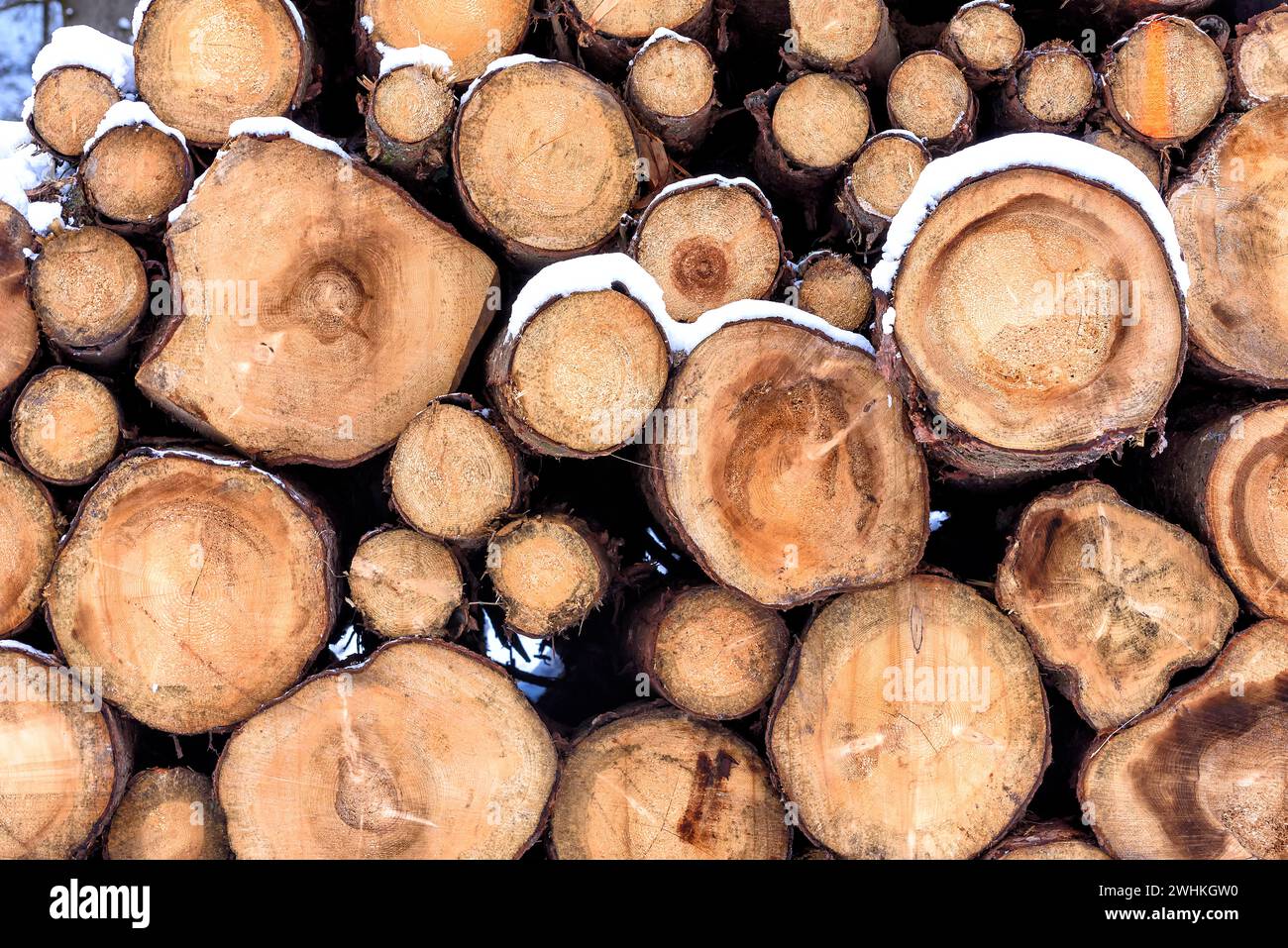 Fresh pieces of wood in a forest Stock Photo - Alamy