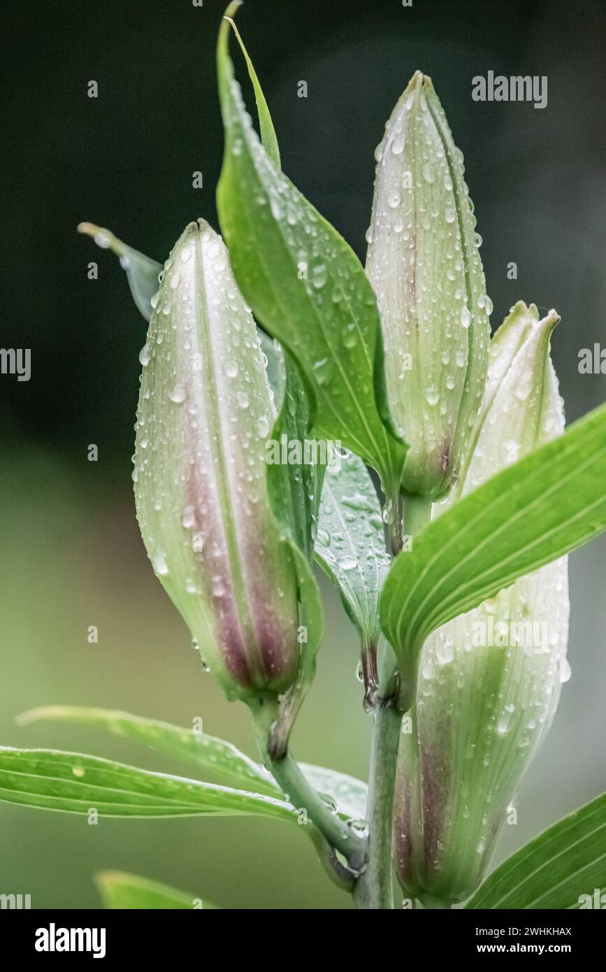White lily the heyday hi-res stock photography and images - Alamy