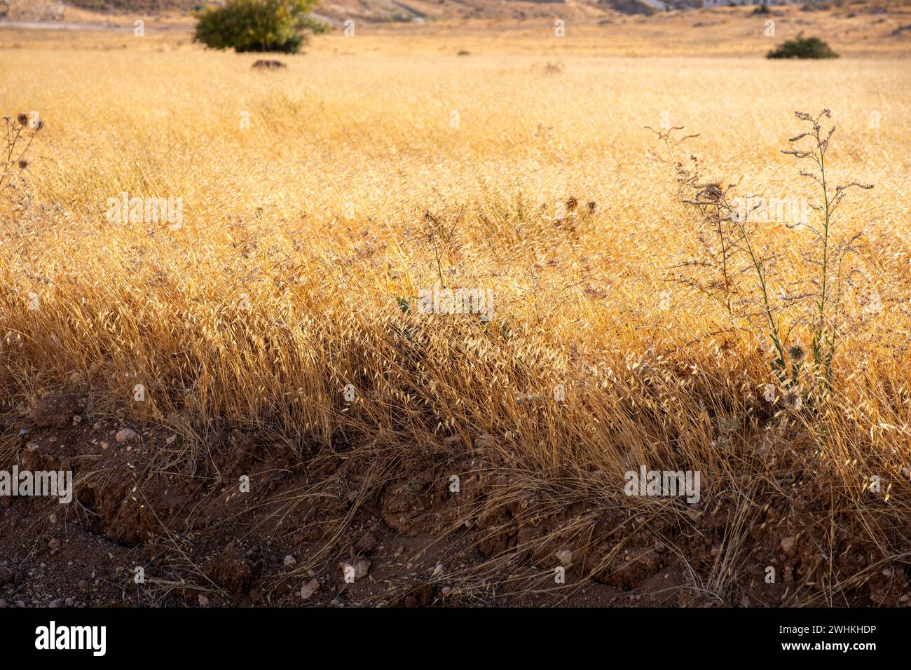 Yellow grass field hi-res stock photography and images - Alamy