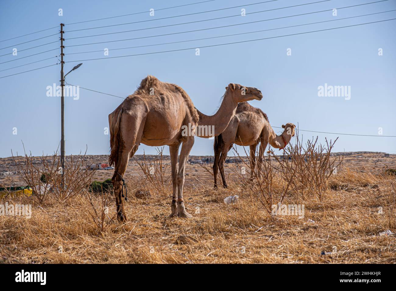 Camel life hi-res stock photography and images - Alamy