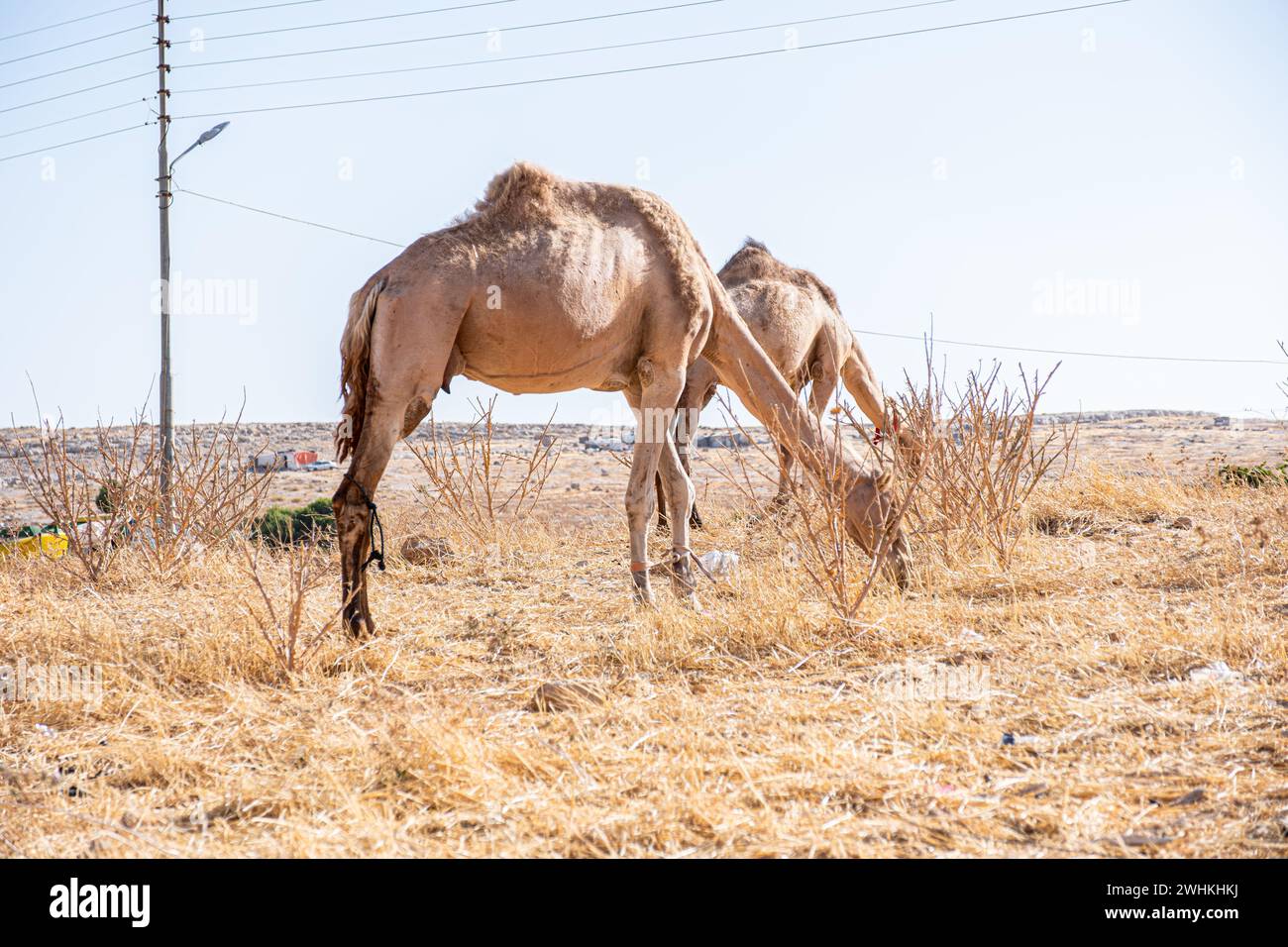 Camel life hi-res stock photography and images - Alamy