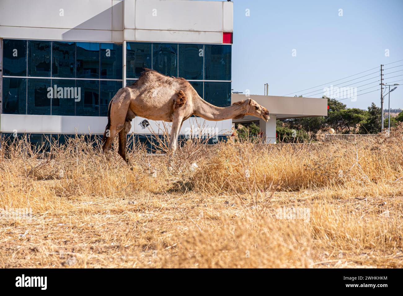 Camel life in the village Stock Photo - Alamy