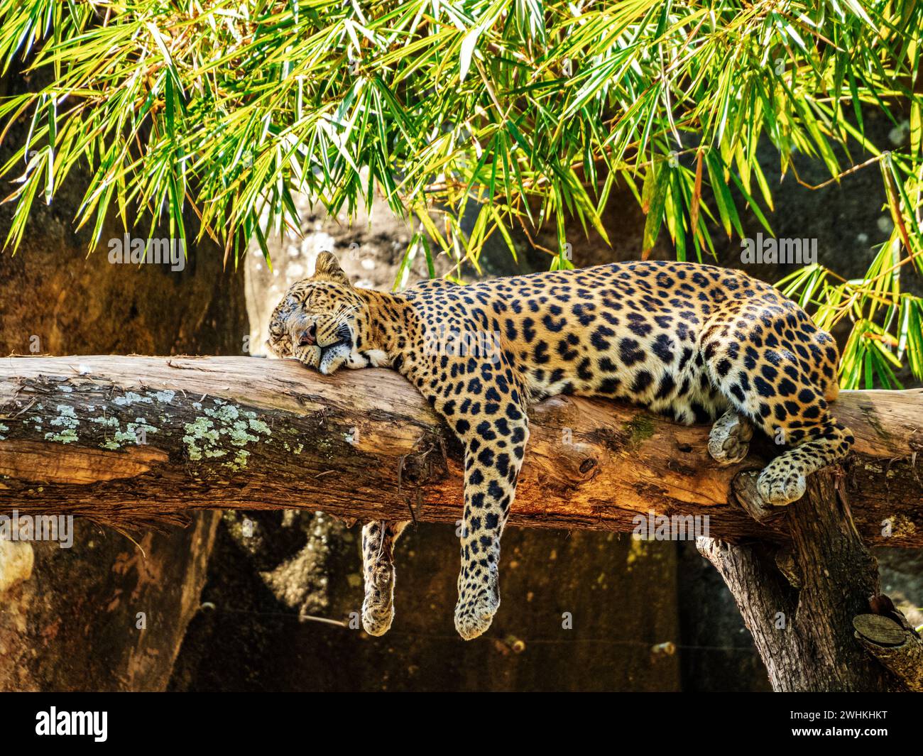 Leopard relaxing on tree branch in enclosure Stock Photo - Alamy