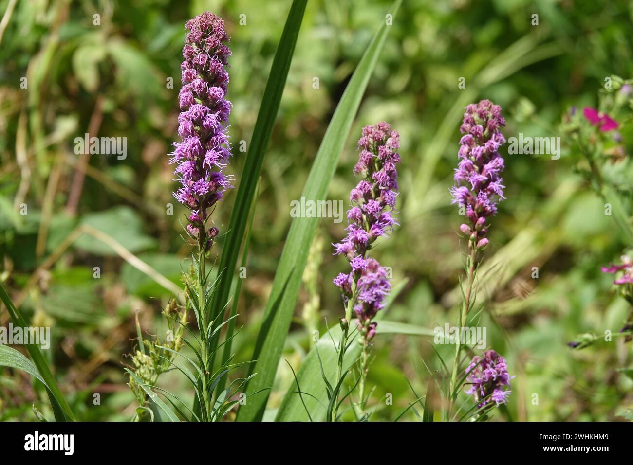 Scaly flower hi-res stock photography and images - Alamy