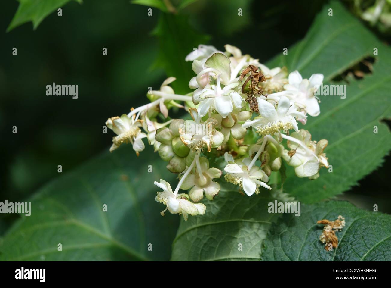 Deinanthe bifida, false hydrangea Stock Photo - Alamy