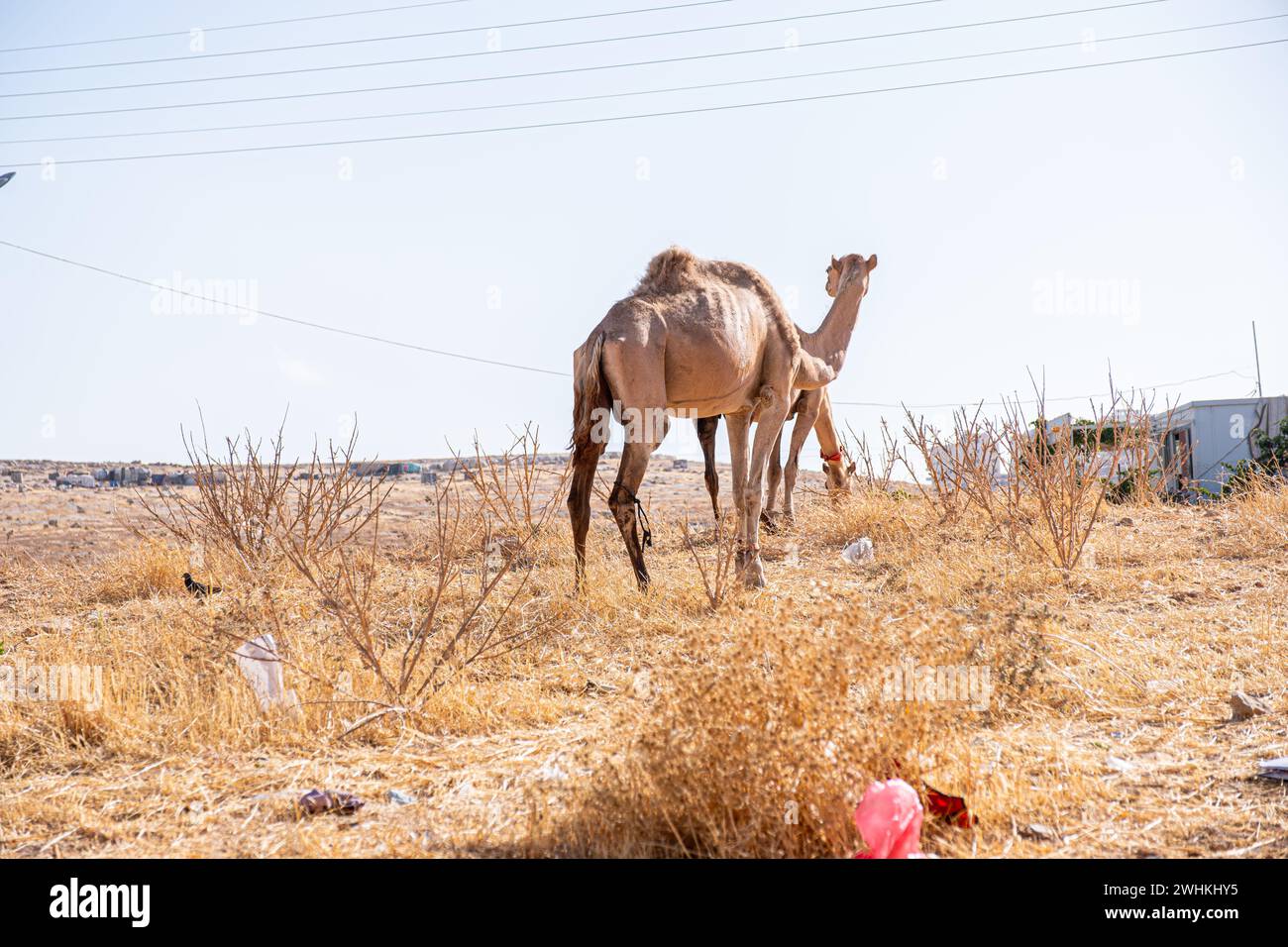 Camel life in the village Stock Photo - Alamy