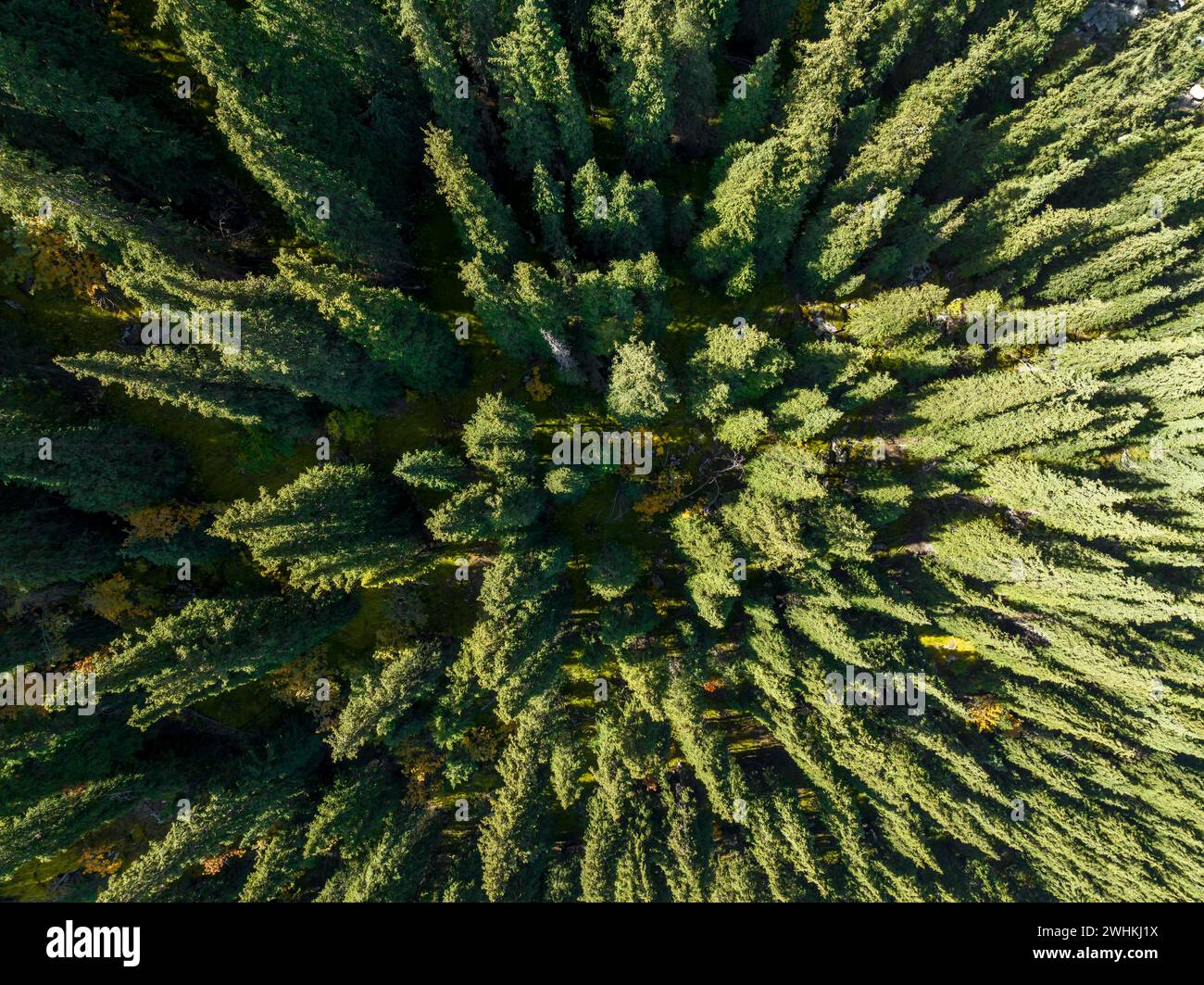 Aerial view conifer forest forest hi-res stock photography and images ...