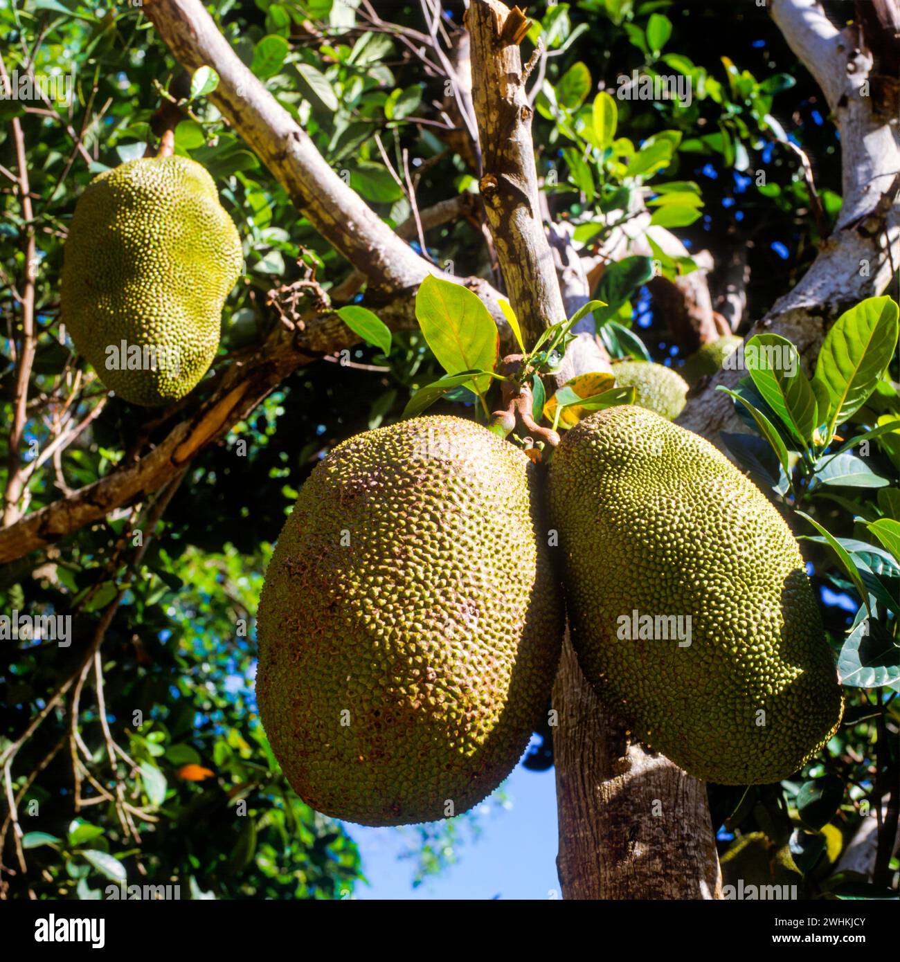 Seychelles, agriculture, fruit, breadfruit Stock Photo - Alamy
