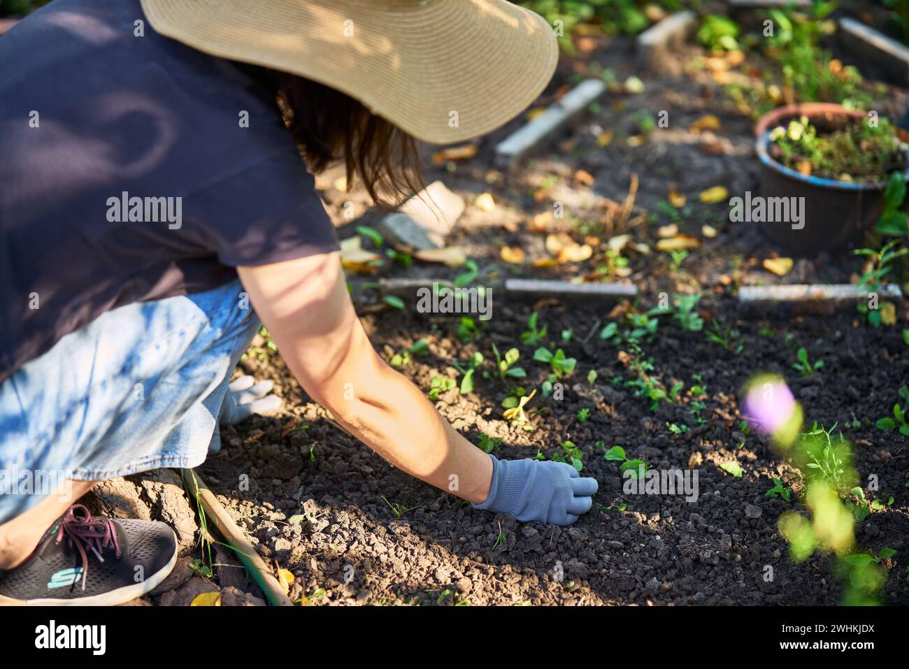 Female gardener working in home garden planting crops and prepares the ...