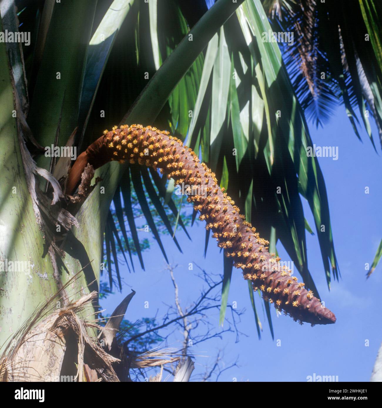 Seychelles, Praslin, Vallee de Mai, Coco de Mer male Stock Photo - Alamy