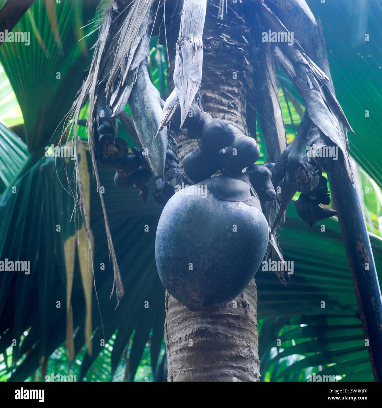 Seychelles, Praslin, Vallee de Mai, Coco de Mer female Stock Photo - Alamy