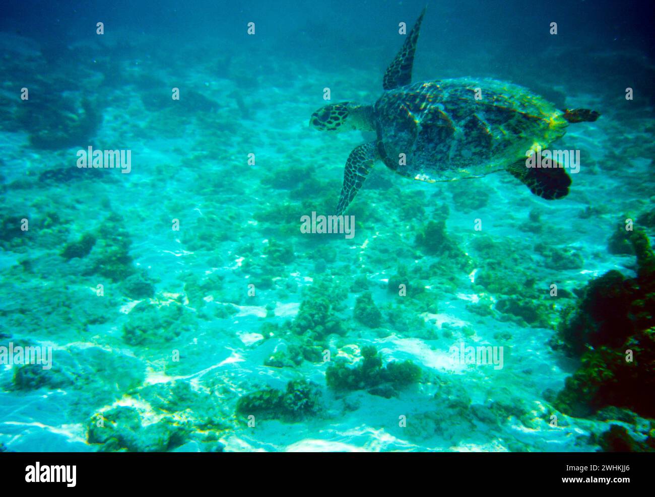 Seychelles, fauna, underwater turtle, underwater photography Stock ...