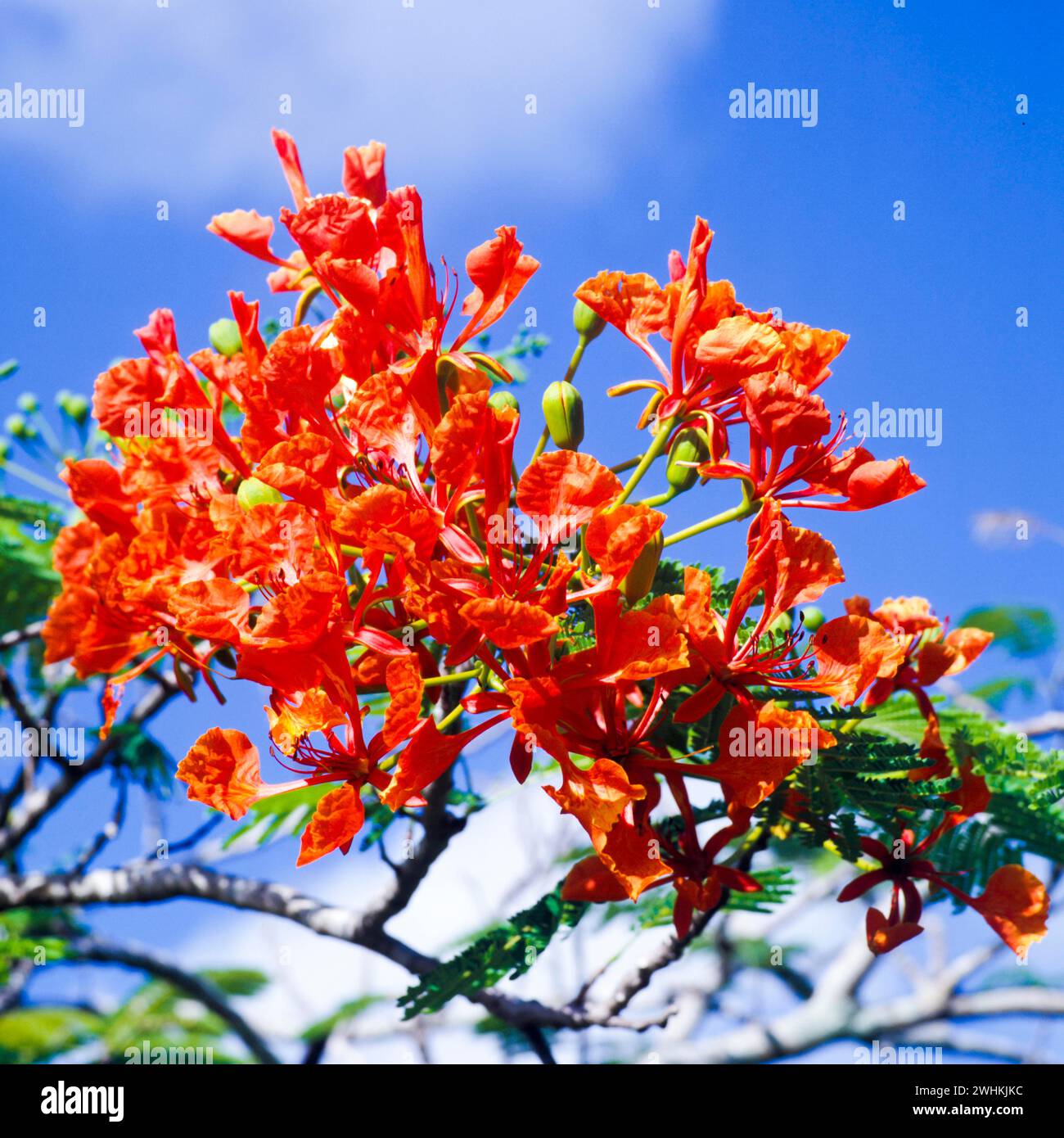 Seychelles, Flora, Flamboyant, Delonix regia Stock Photo - Alamy