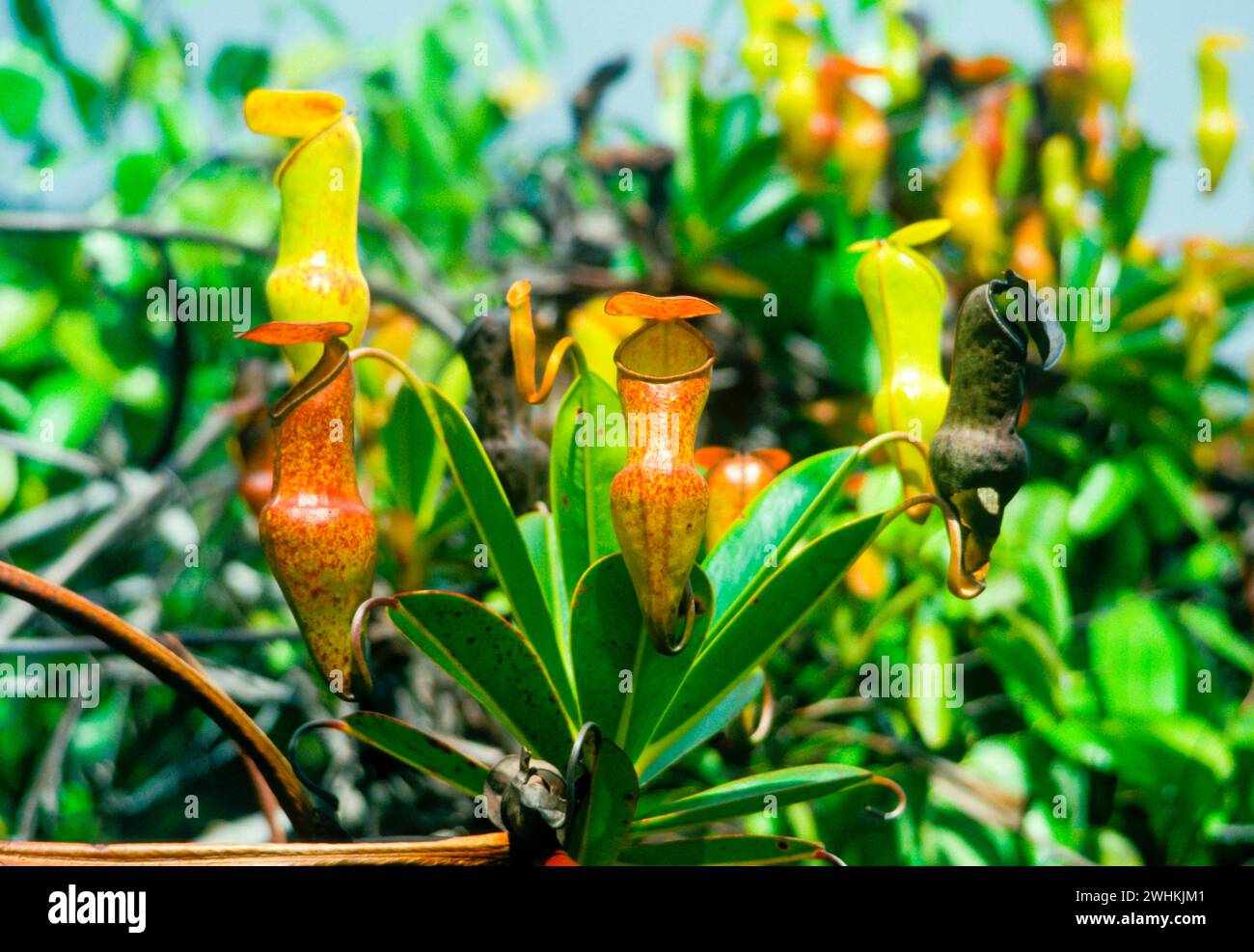 Seychelles, flora, pitcher plants Stock Photo - Alamy