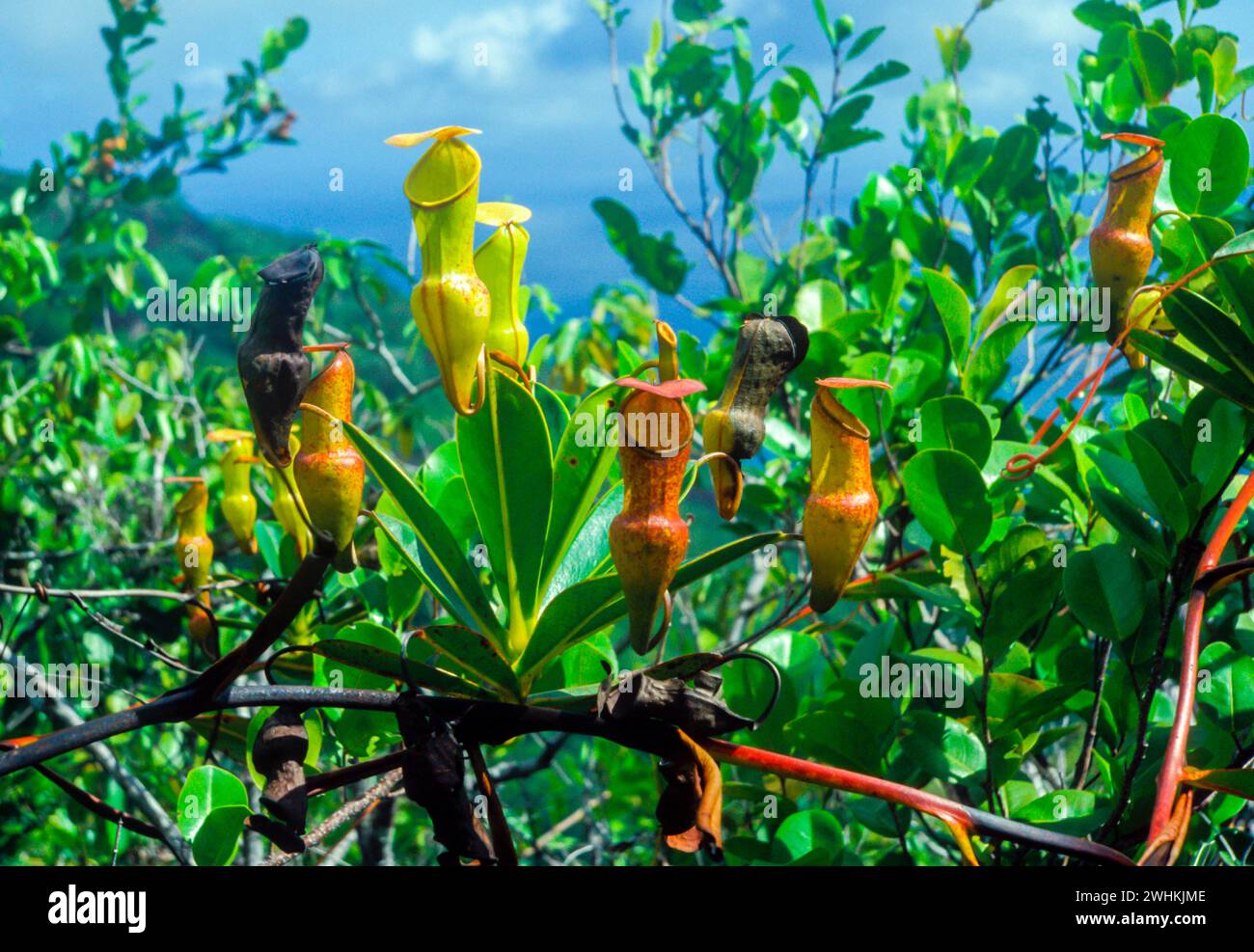 Seychelles, flora, pitcher plants Stock Photo - Alamy