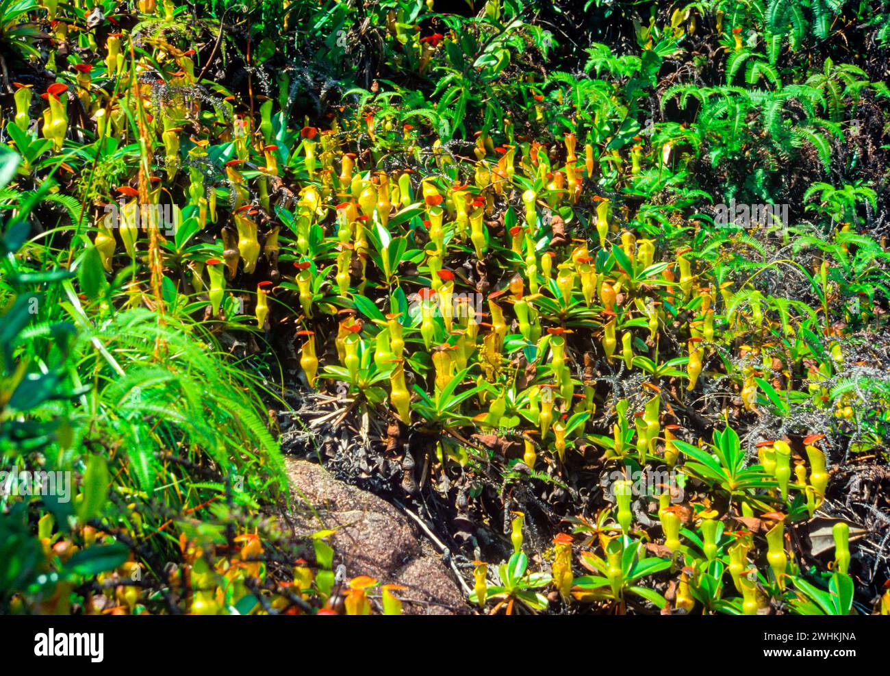 Seychelles, flora, pitcher plants Stock Photo - Alamy