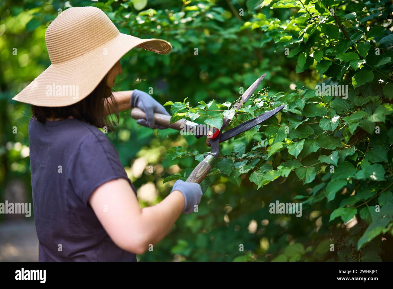 Female gardener trimming plants using hedge shears professional ...