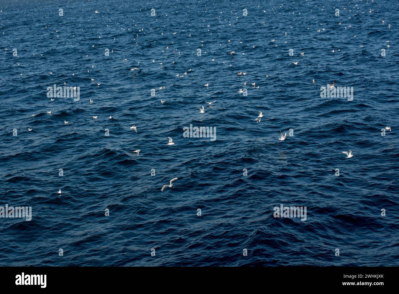 Natural lives hi-res stock photography and images - Alamy