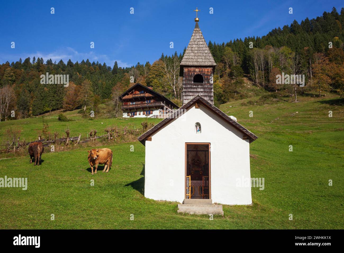 Garmisch partenkirchen cow hi-res stock photography and images - Alamy