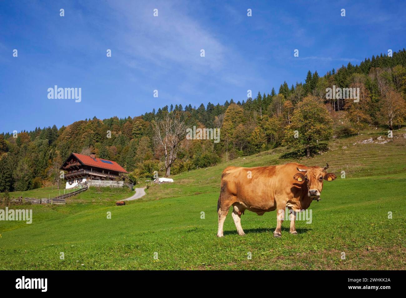 Garmisch partenkirchen cow hi-res stock photography and images - Alamy