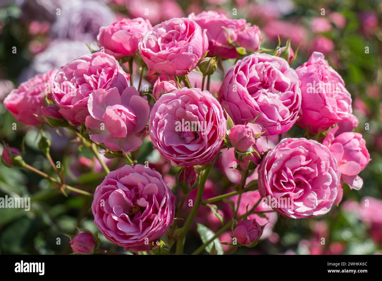 Rose garden full of beautiful fresh roses Stock Photo - Alamy
