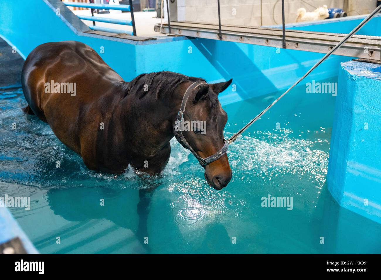 Horse during aqua therapy in a pool tied with a rope Stock Photo - Alamy