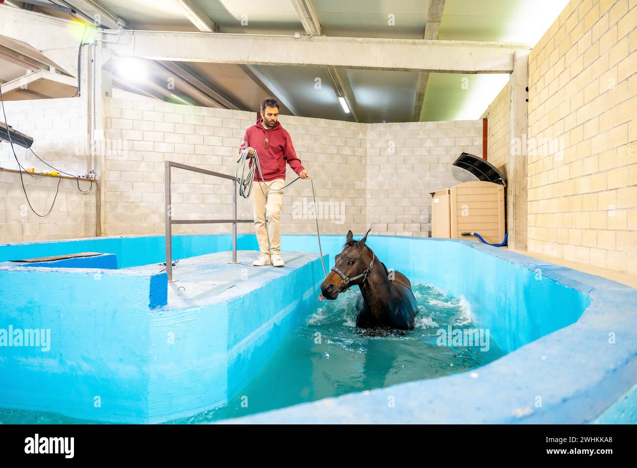 Rehabilitation center for animals after sportive injures with a pool ...