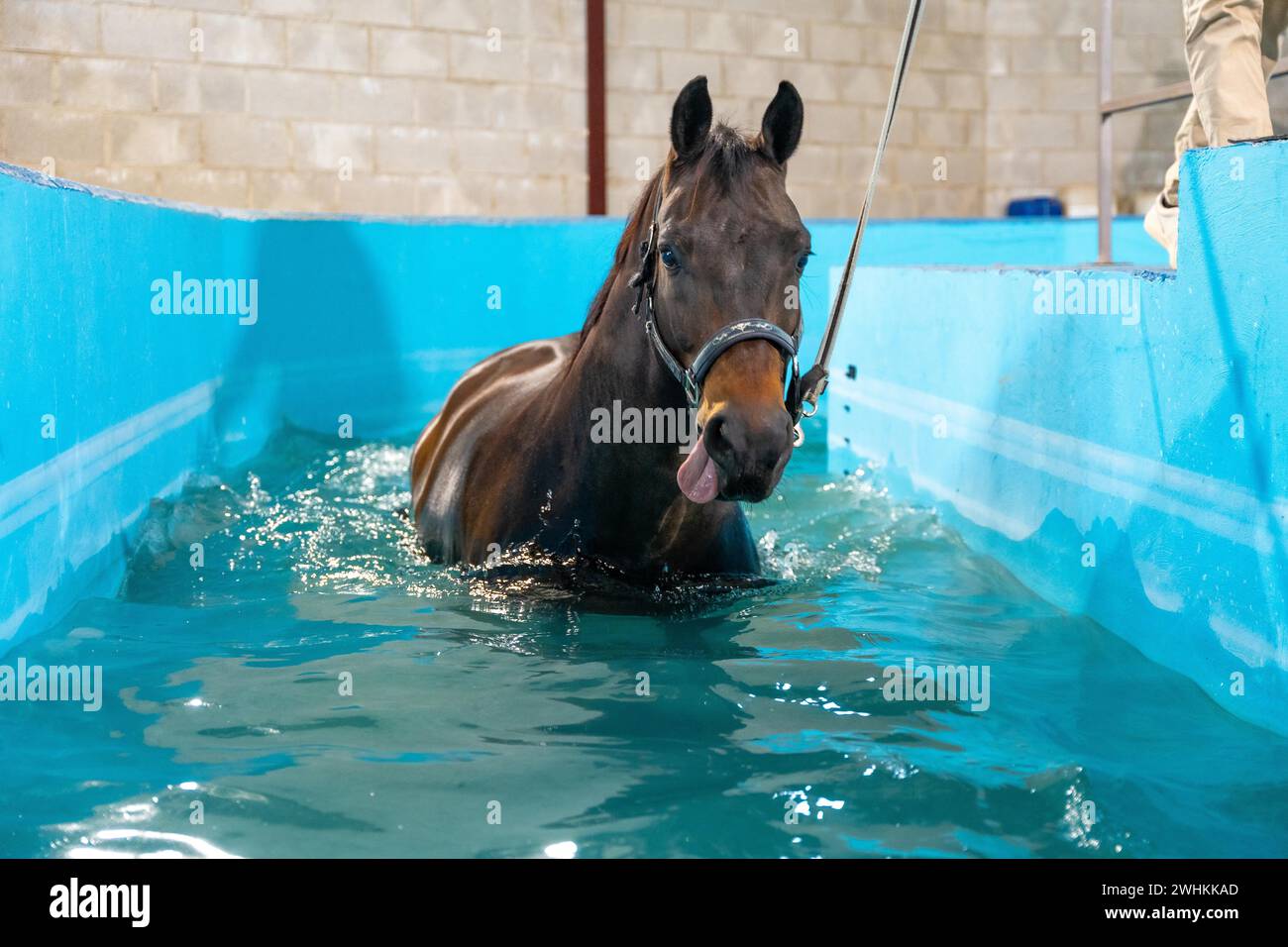 Horse during a hydrotherapy on a water treadmill inside a pool Stock ...