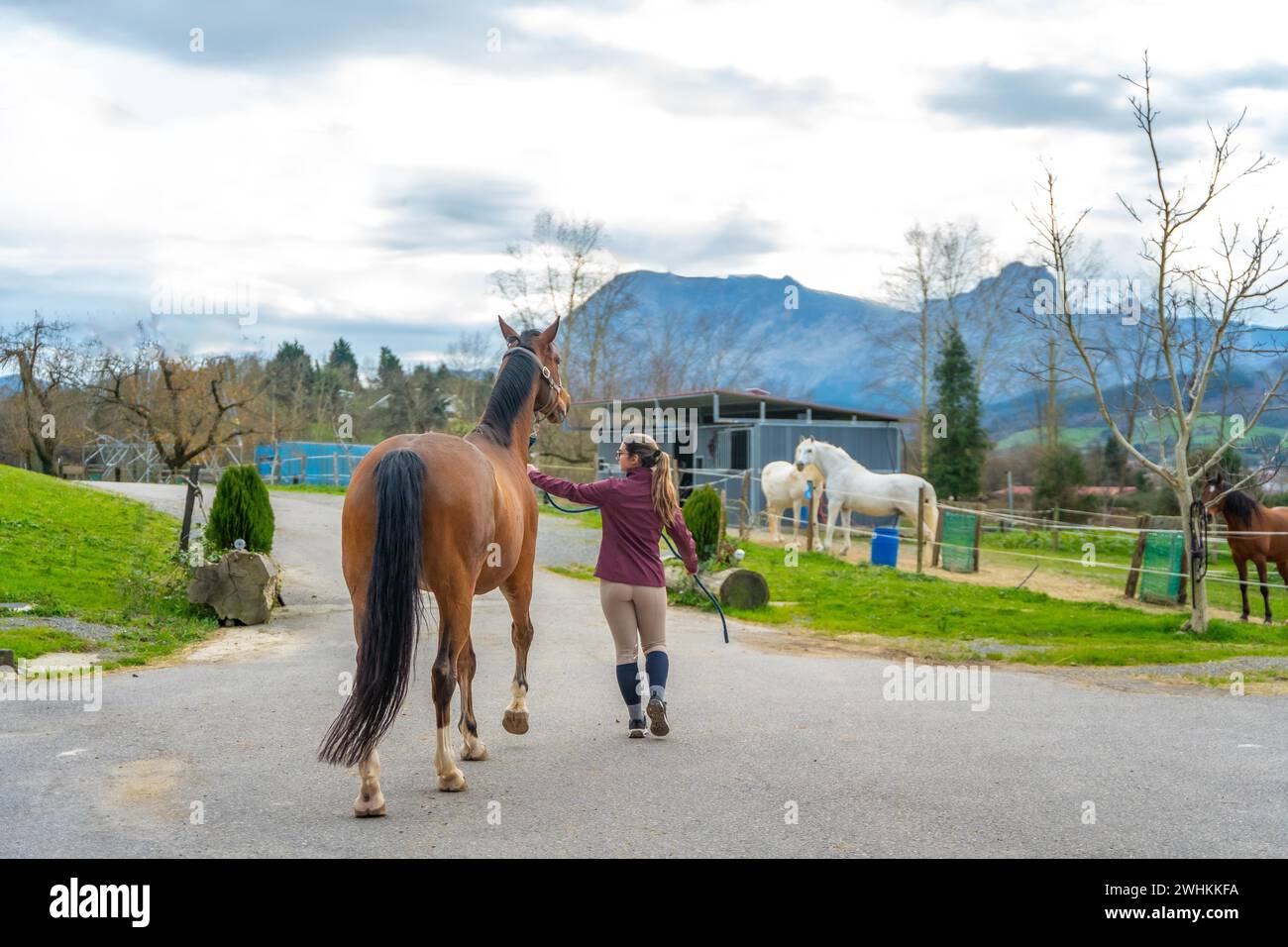 Young female horse trainer preparing her horse for riding outside the ...