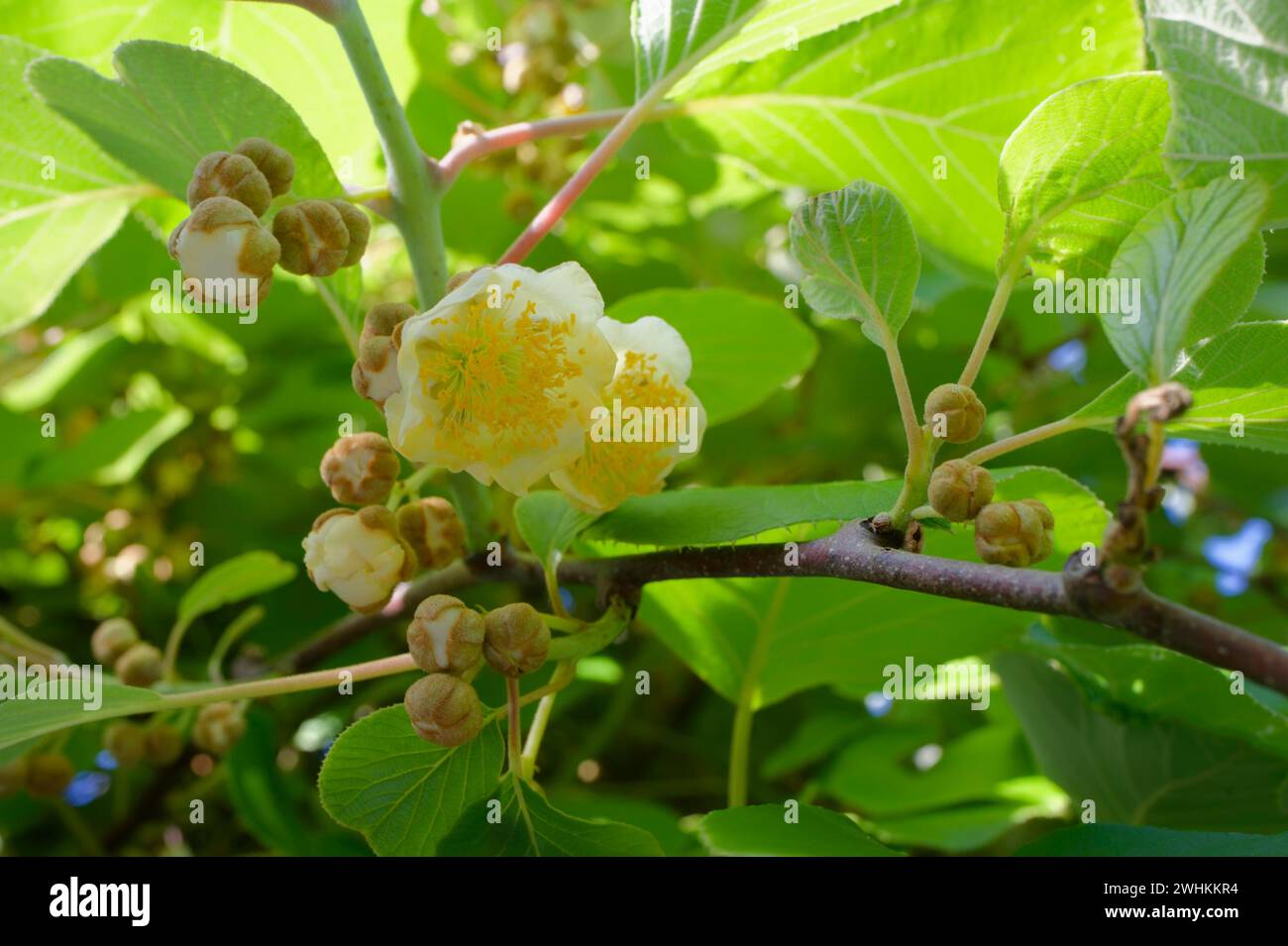 Kiwifruit insect hi-res stock photography and images - Alamy