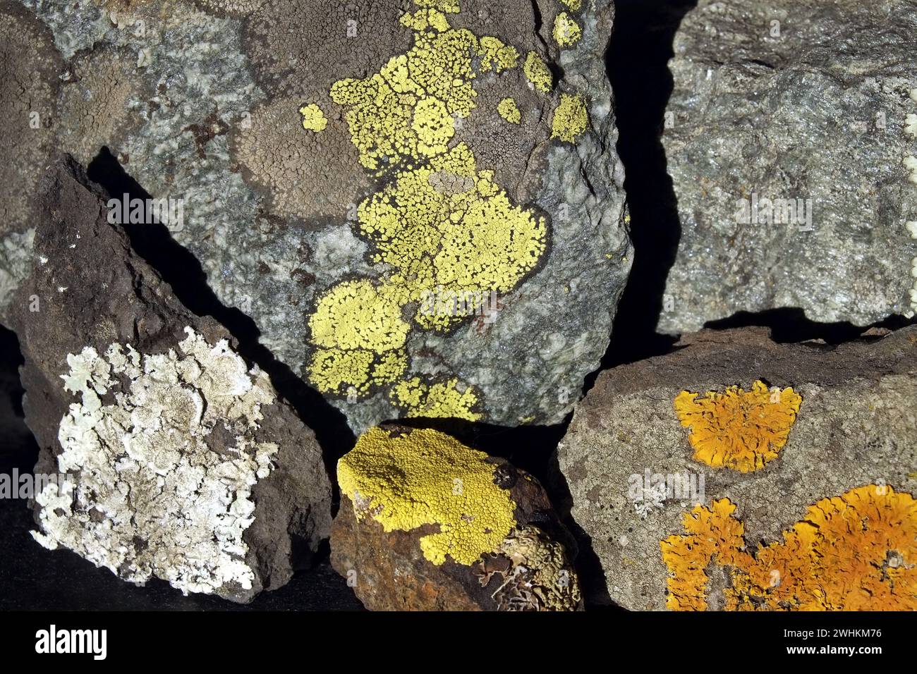 Lichens, several types of lichens Stock Photo - Alamy Lichens, several types of lichens Stock Photo - Alamy