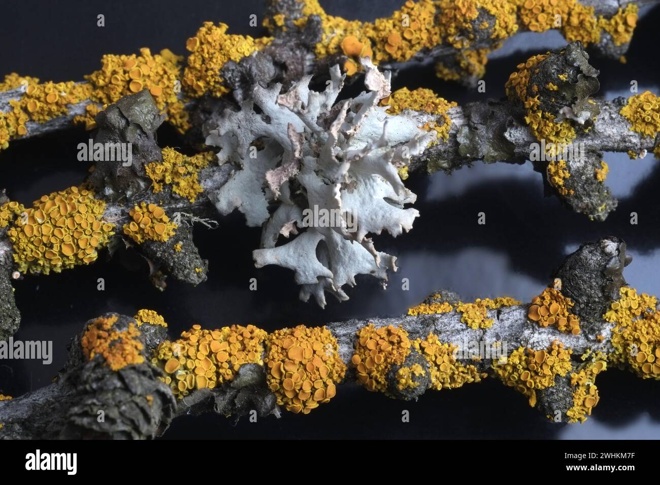 Yellow lichen, xanthoria parietina Stock Photo - Alamy