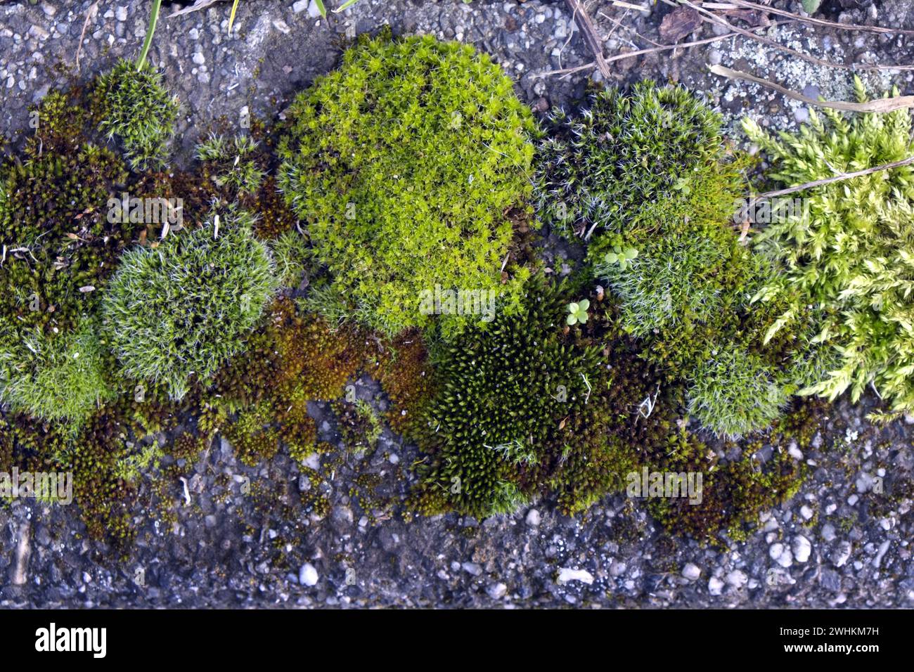 Pads hi-res stock photography and images - Alamy