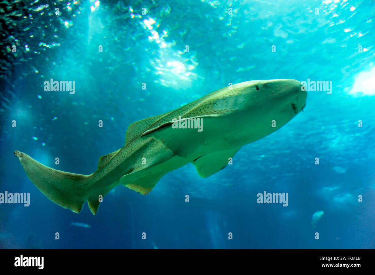 Aquarium shark hi-res stock photography and images - Alamy