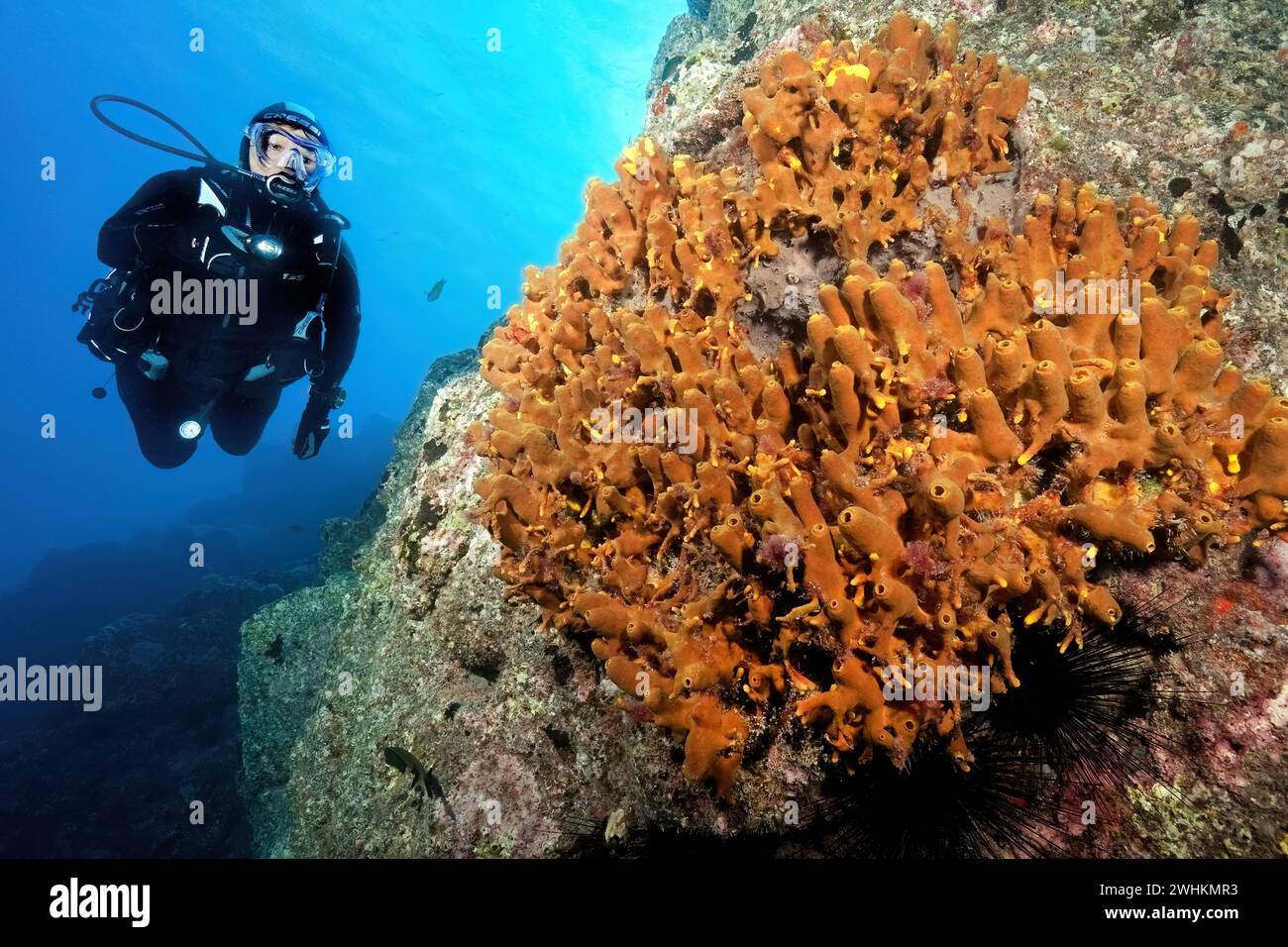 Diver Diver looking at illuminated golden sponge (Aplysina aerophoba ...