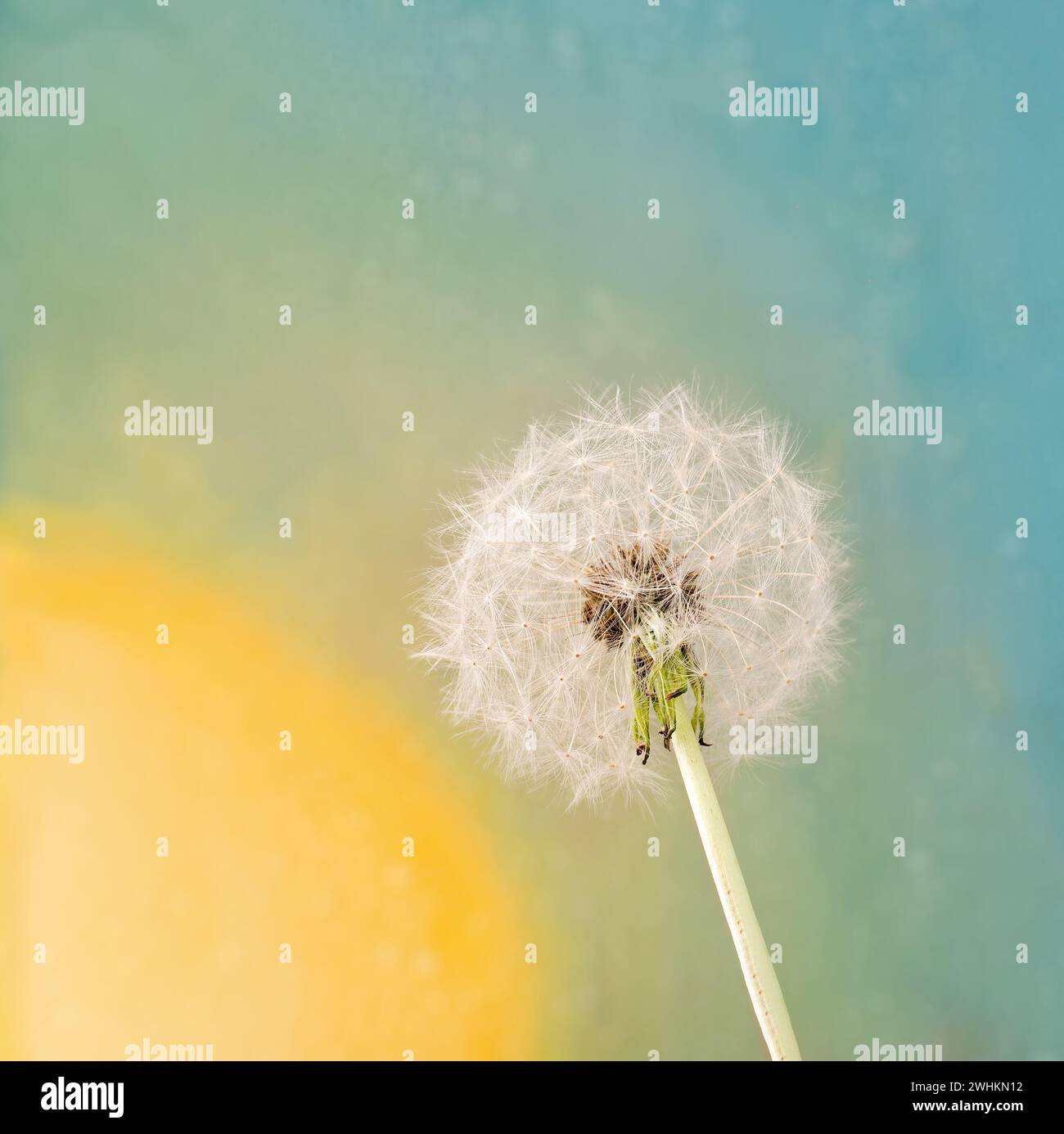 One dandelion on a gentle background Stock Photo - Alamy