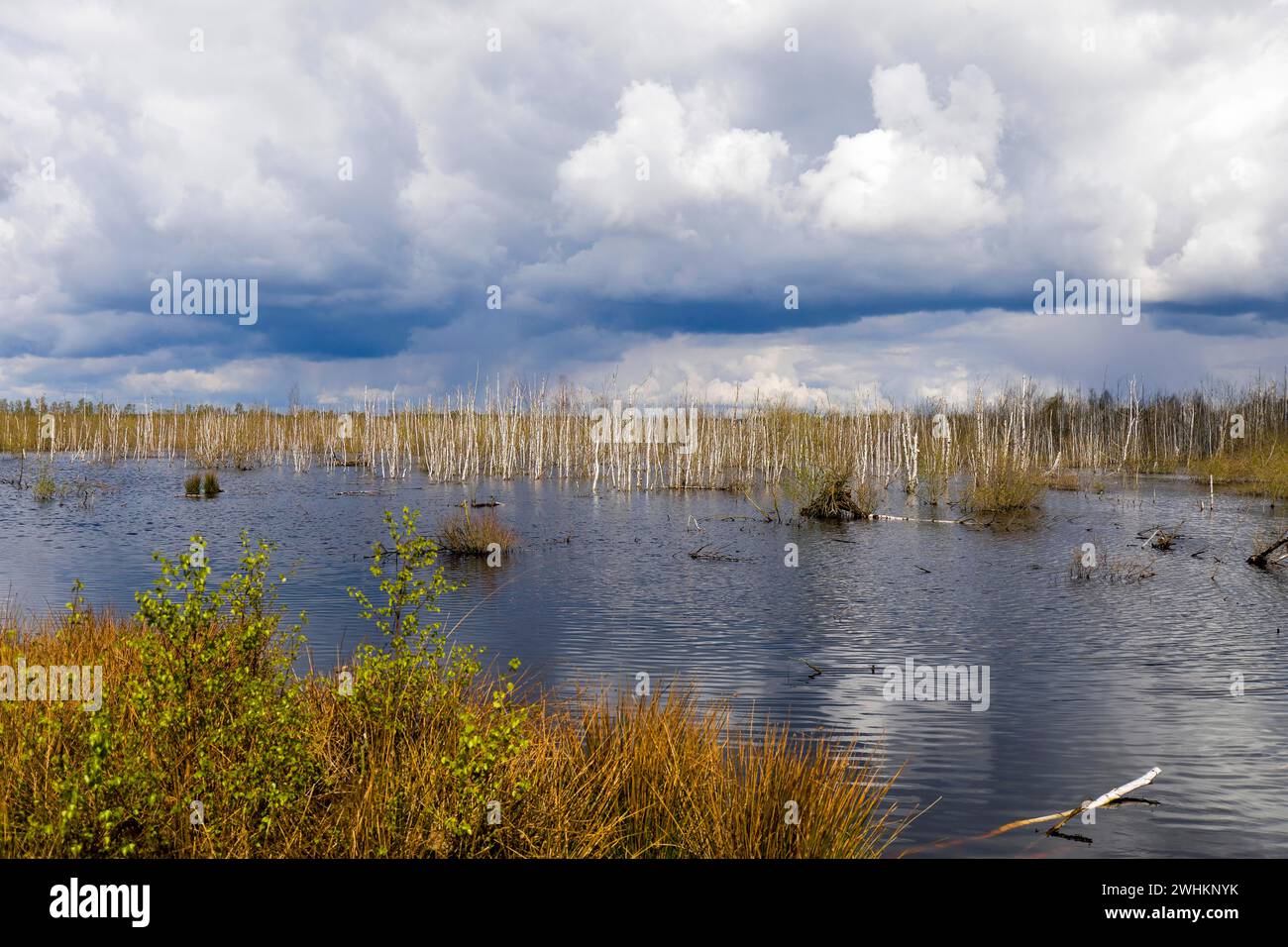 Natural moorland hi-res stock photography and images - Alamy