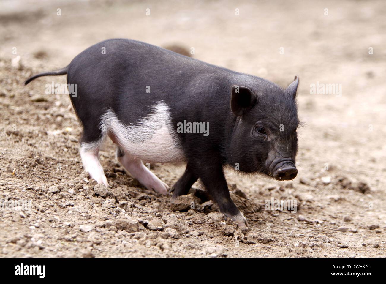 Mini pig, small pig breed Stock Photo - Alamy